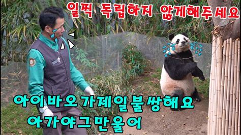 에버랜드 판다월드 03월 01일 😢 아이바오가 독립연습하고 강제로 떼어놓고 하 는거 푸바오 때도 가슴아팠는데 또 루이 후이 가