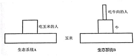 50．下图表示的是ab两个特殊生态系统的能量金字塔对其 正 确的解释是 A．吃玉米的人所获得的能量比吃牛肉的人获得的能量多 B．能量沿着