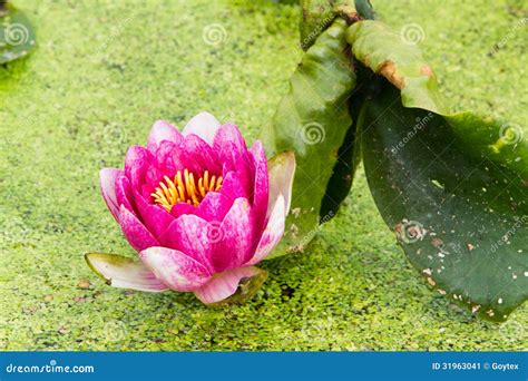 Lotus Flower Stock Image Image Of Beauty Gyeongju Traditional 31963041
