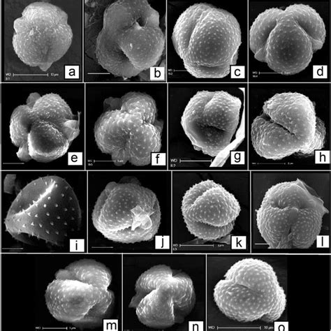 Pdf Pollen Morphology And Its Systematic Implication On Some Species
