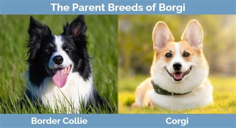 Borgi Border Collie And Corgi Mix Info Pictures Facts Traits Hepper