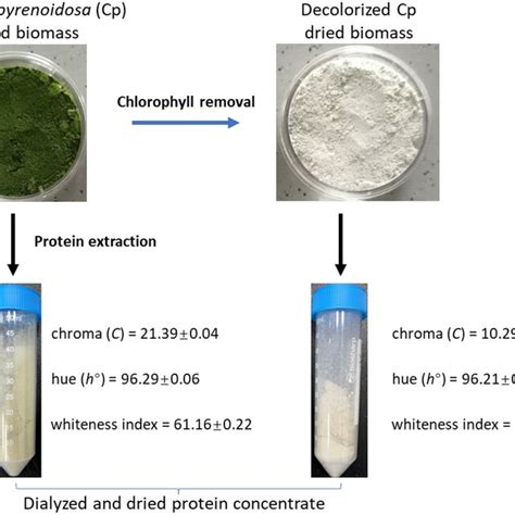Schematic Of Microalgae Protein Potential Applications In Foods
