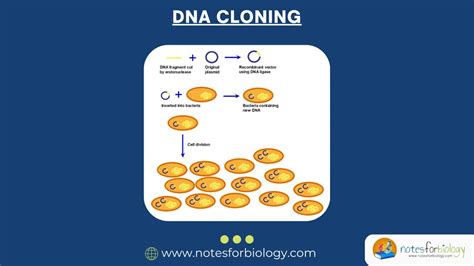 Dna Cloning Best Biology Notes Reference Articles