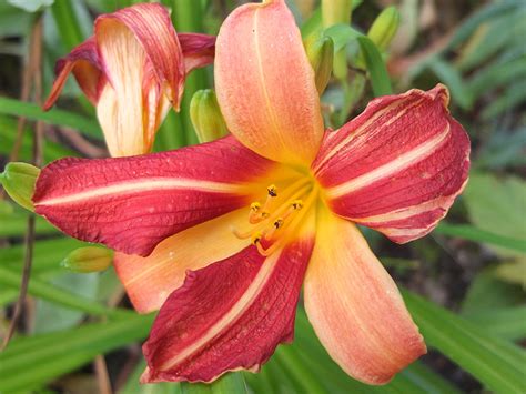 Hemerocallis Daylilies