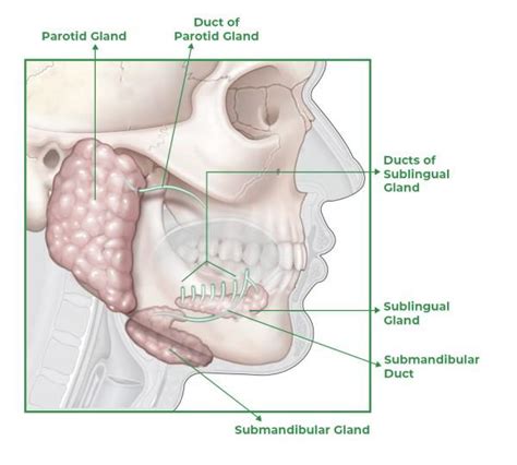 Endocrine Gland Anatomy Functions Clinical Aspects And Faqs