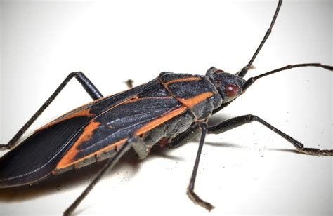 Boxelder Bug Vs Spotted Lanternfly Western Pest Services
