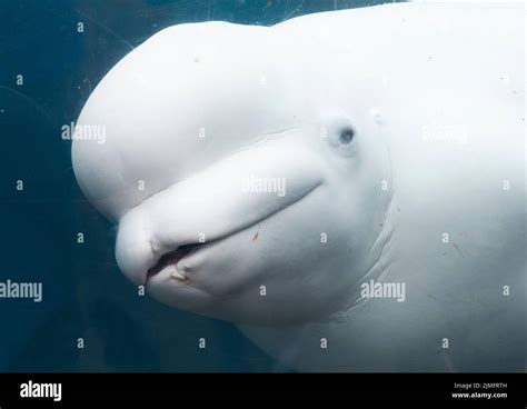 Baby Beluga