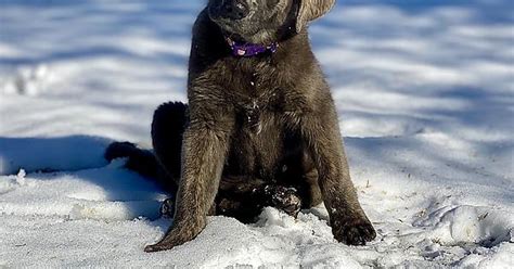 German Shepherdplot Hound Album On Imgur
