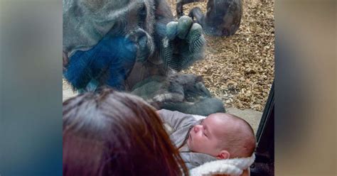 Un gorille de zoo amène son bébé à la rencontre de la mère et du bébé