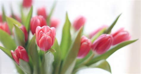 Шпалери для робочого столу Тюльпани на