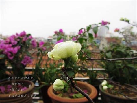 白海棠，有點春意思，花園中的花兒風情萬種，神采奕奕，與世無爭 每日頭條