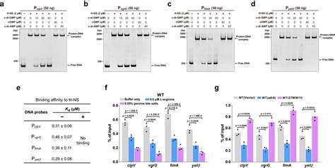 C Di Gmp Interferes With H Ns Binding To Dna In Salmonella A D Emsas Download Scientific