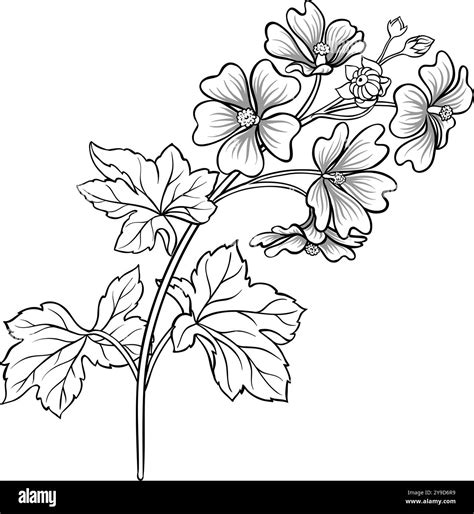 Malva Plant With Flowers Outline Illustration Stock Vector Image And Art Alamy