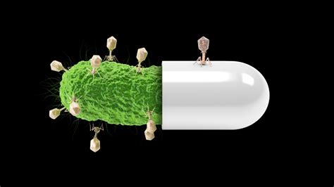 A New Age Of Probiotics Using Bacteria Eaters To Harmonize The Gut