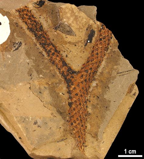 Fossil Lycophytes Sam Noble Museum
