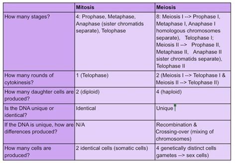 Bio Chapter 13 Flashcards Quizlet