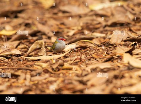 The Red Browed Finch Neochmia Temporalis Can Be Easily Recognized By The Bright Red Stripe