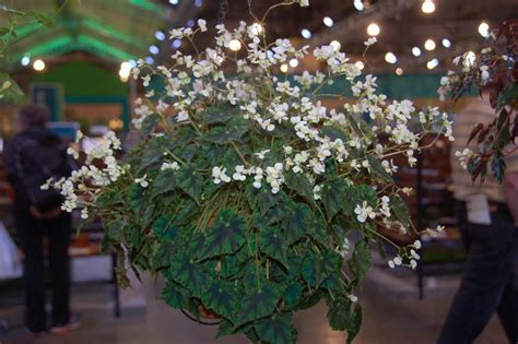 Eyelash Begonia Begonia Bowerae In The Begonias Database