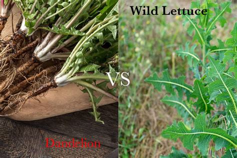 Wild Lettuce Vs Dandelion Key Differences And Uses
