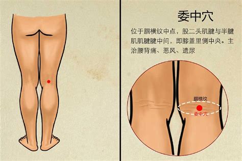 委中的准确位置图 大众健康网