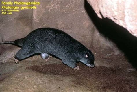 Phalanger Alchetron The Free Social Encyclopedia