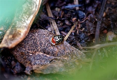 Premium Photo High Angle View Of Ladybug