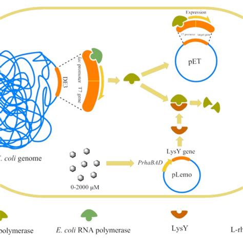 Schematic View Of Four Types Of Li Strains Bl21 Star Rosetta
