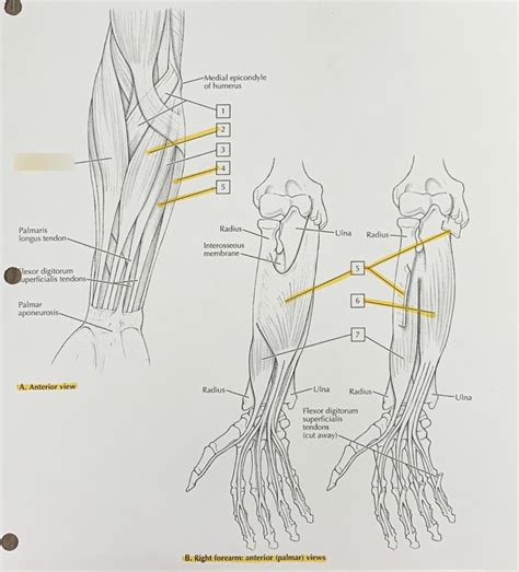 Anterior Forearm Muscles Diagram Quizlet