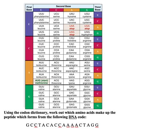 Using The Codon Dictionary Work Out Which Amino
