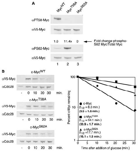 Interdependent Phosphorylation Of C Myc At Thr 58 And Ser 62 Control