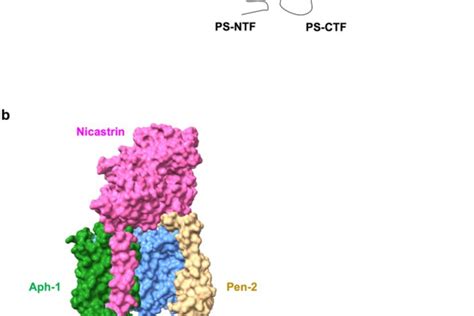 Gamma Secretase In Alzheimers Disease Sciencemission