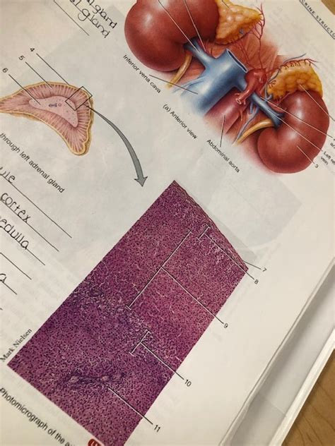 Figure The Adrenal Glands B C Diagram Quizlet