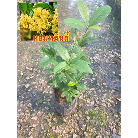 ต้นหอมหมื่นลี้ กิ่งปักชำ สูง30 45ซม ต้นแข็งแรงพร้อมปลูก Shopee Thailand
