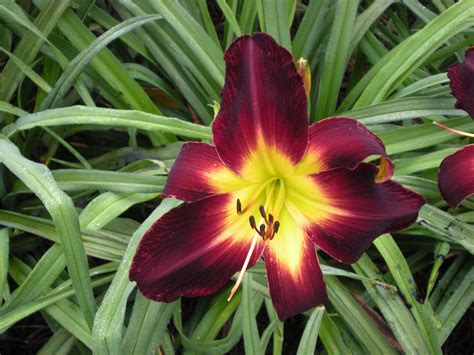 Katielous Lilies Persian Ruby