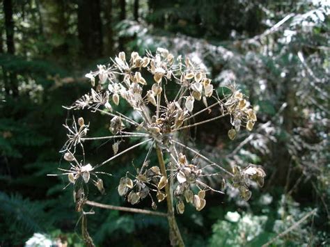 Cow Parsnip In Seed