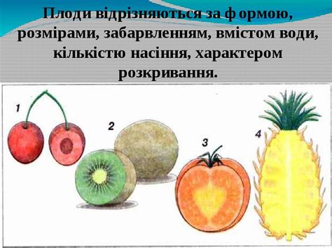 Презентація Будова плодів їх типи Презентація Біологія