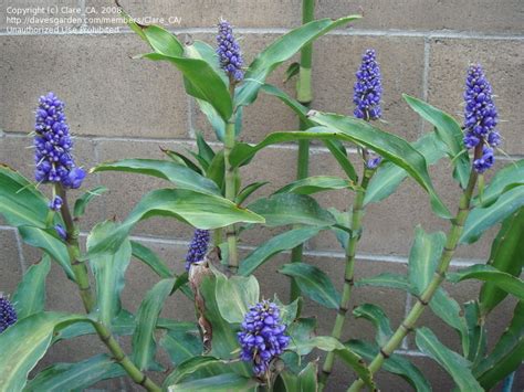 Plantfiles Pictures Dichorisandra Species Blue Ginger Dichorisandra