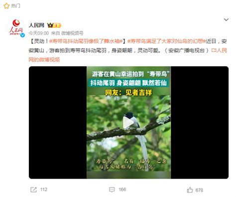 黄山仙境再现 仙鸟”身姿，寿带鸟抖动尾羽像极了舞水袖宠界新闻