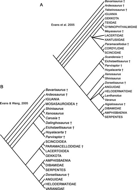 Phylogeny And Systematics Of Squamata Reptilia Based On Morphology