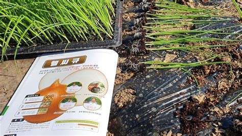 함암효과 저장양파모종 헬씨큐 판매합니다케르세틴함암효과 택배로판매합니다 저장성이 매우 우수한 고기능성 양파입니다 주문은 성호육묘장 홈페이지에서 구매가능합니다