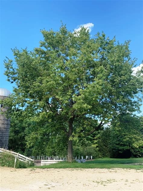 Hackberry Windbreak Trees