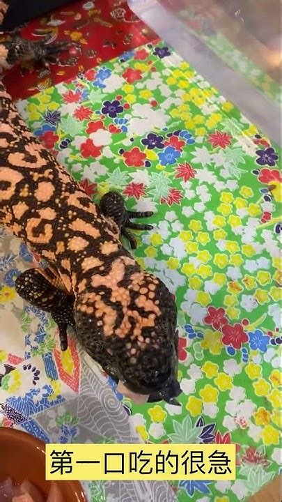 希拉毒蜥的成長～久吉拉日記 Youtube