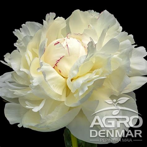 Bujor Paeonia Lactiflora Mary E Nicholls AgroDenmar Ro