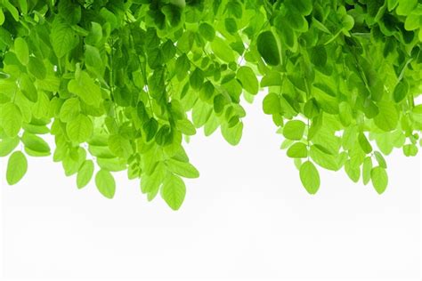 Hojas Verdes Sobre Un Fondo Blanco Aislado Foto Premium