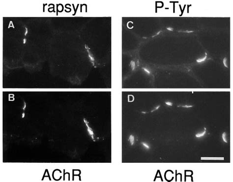 Colocalization Of Rapsyn And Phosphotyrosine With Achr Aggregates
