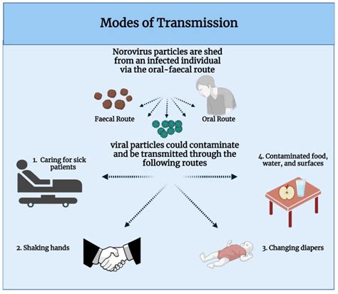 Norovirus An Overview Of Virology And Preventative Measures Pmc