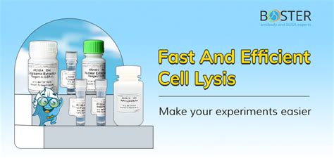 What Is A Cell Lysis Solution
