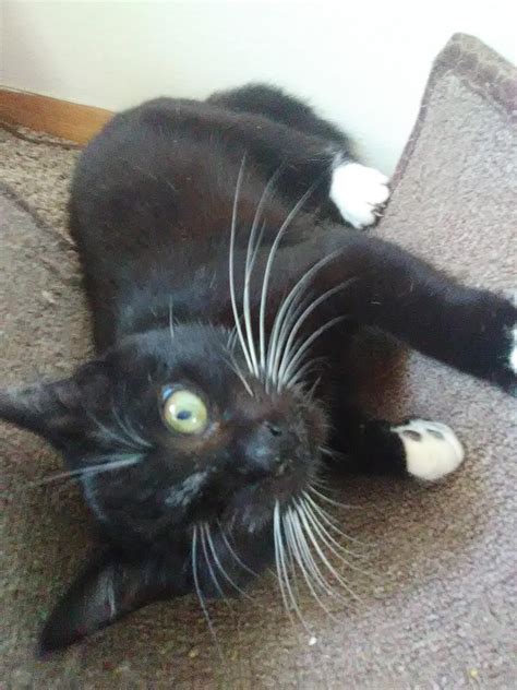 Its My First Time Posting But After Finding This I Had To Introduce