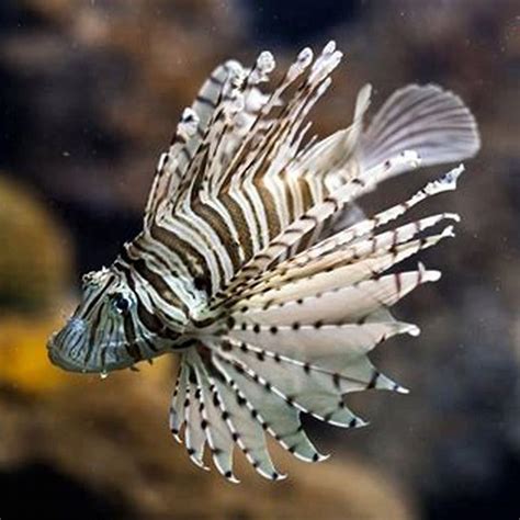 Are Any Butterflyfish Reef Safe Diy Seattle