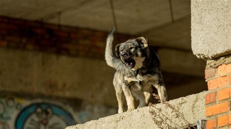 На Урале бездомная собака напала на школьниц на уроке физкультуры Новости в России Узнай Всё